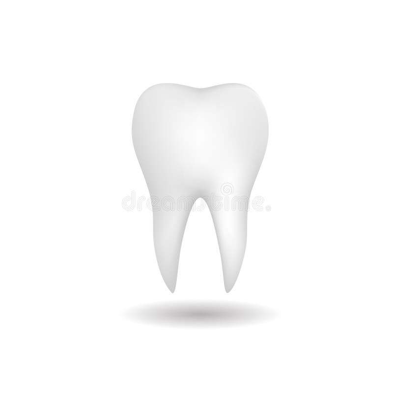 Molar Tooth on White Background Stock Illustration - Illustration of ...