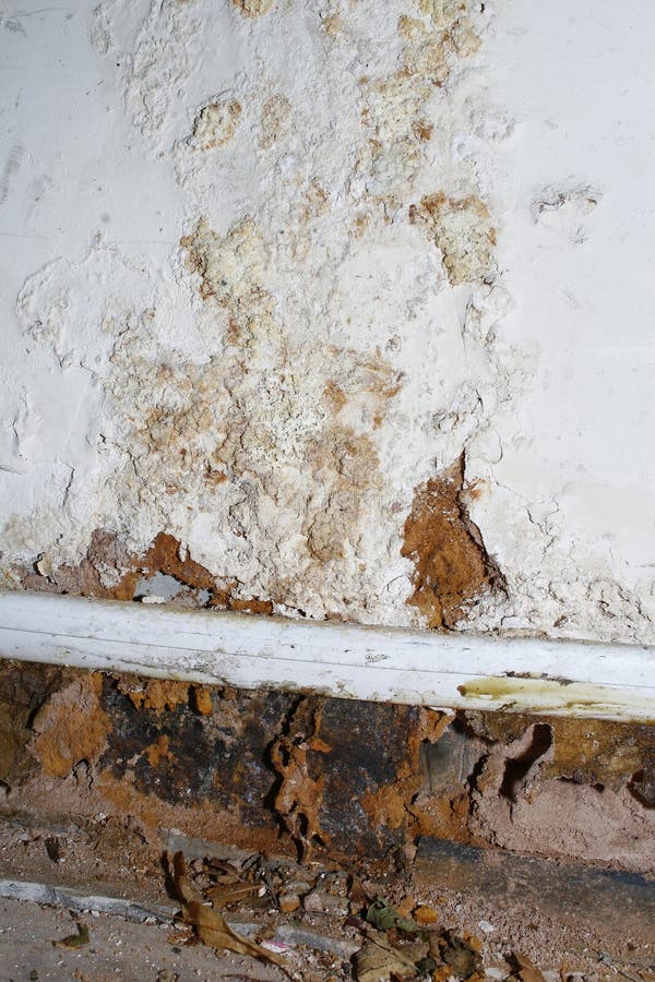 Mold stock image. Image of damaged, cement, moldy, mouldy - 23585395