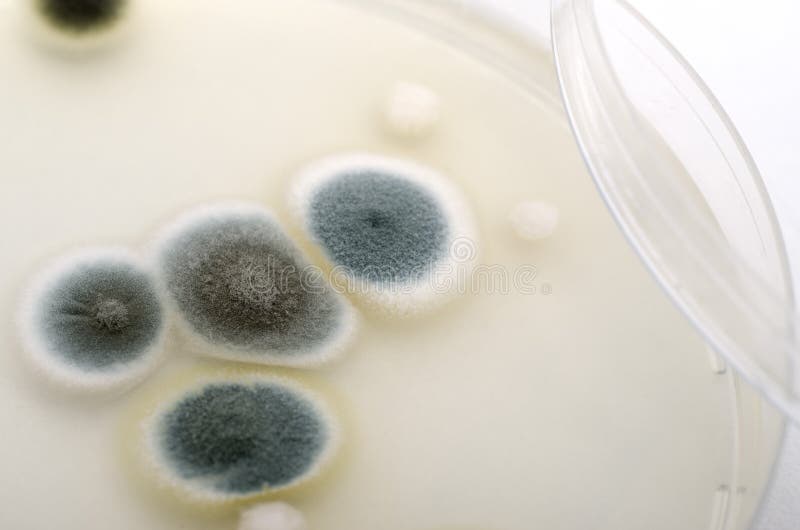 Petri dish with mold stock image. Image of research, science - 29276859