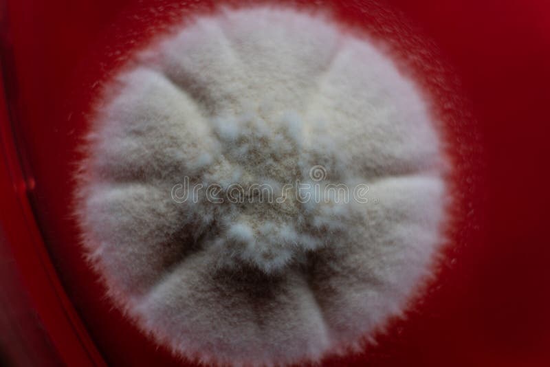 Mold and Bacteria on Red Agar. Agar Medium for Pathogens. Mold Spores ...