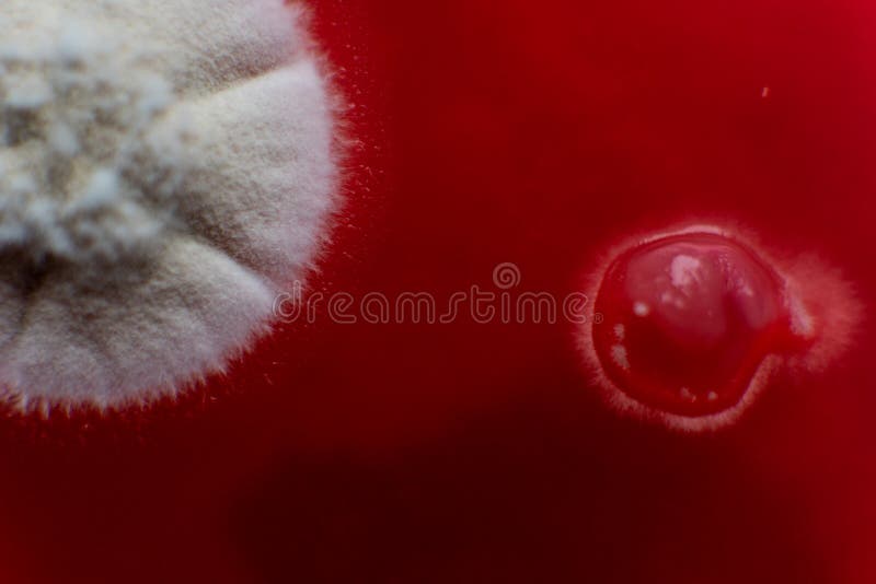 Mold and Bacteria on Red Agar. Agar Medium for Pathogens. Mold Spores ...