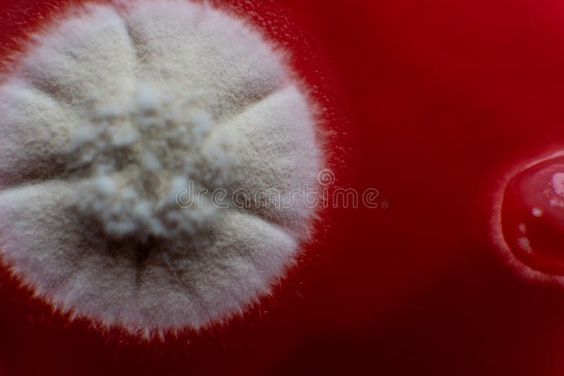 Mold and Bacteria on Red Agar. Agar Medium for Pathogens. Mold Spores ...