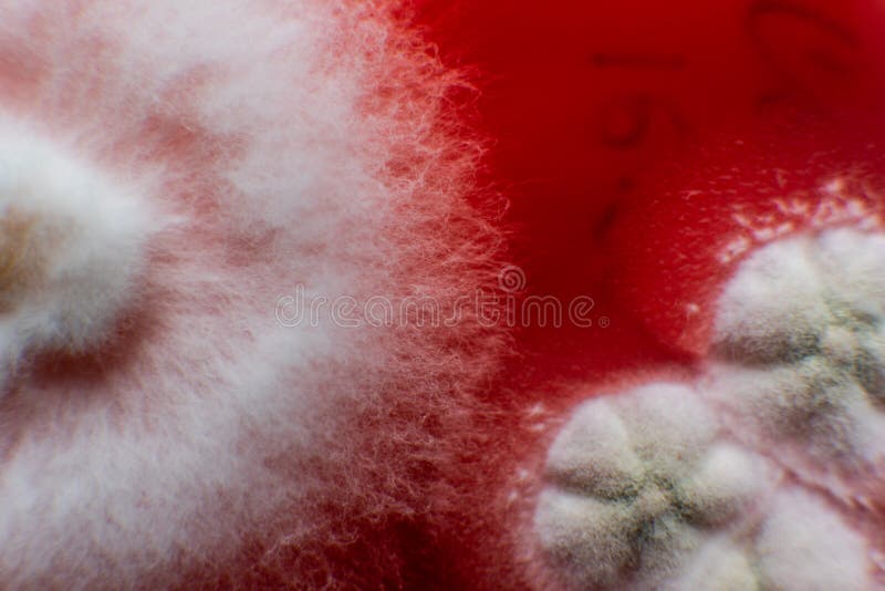 Mold and Bacteria on Red Agar. Agar Medium for Pathogens. Mold Spores ...