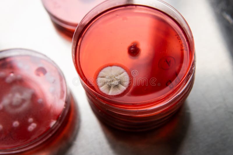 Mold and Bacteria on Red Agar. Agar Medium for Pathogens. Mold Spores ...