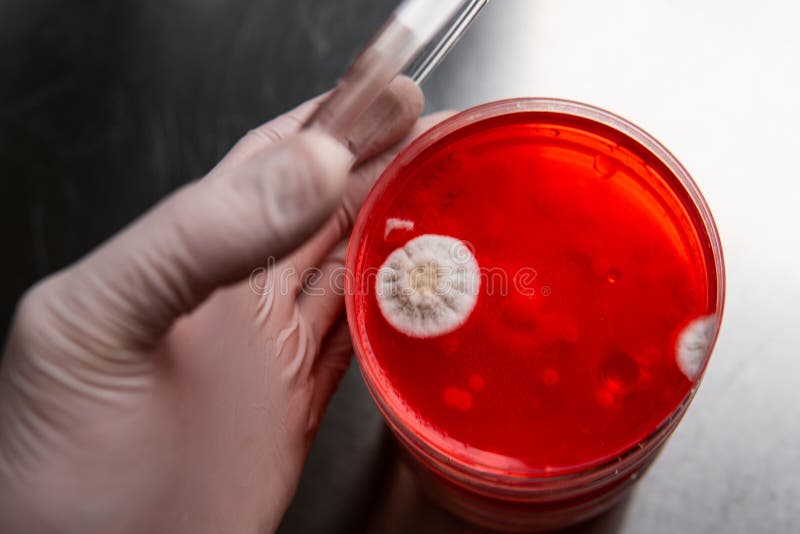 Mold and Bacteria on Red Agar. Agar Medium for Pathogens. Mold Spores ...