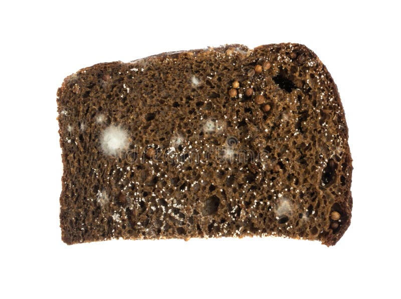 2,524 Black Mold Bread Photos - Free & Royalty-Free Stock Photos from ...