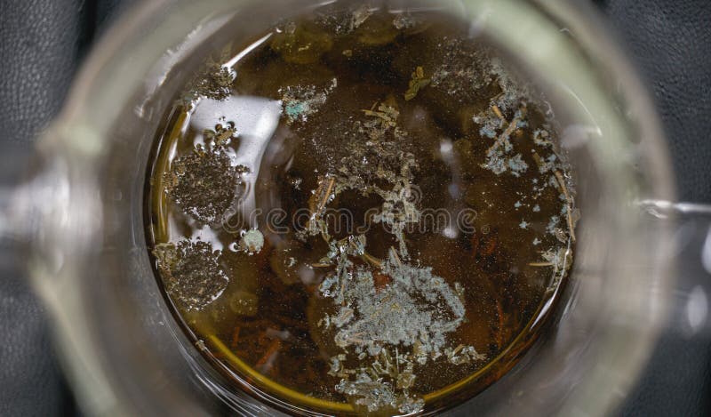 Mold on Black Tea in a Teapot. Tea Mold in a Glass Teapot Close-up ...