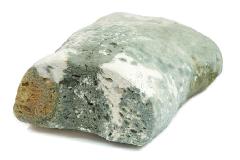 Mold bread stock photo. Image of rotting, mold, unetable - 13143126