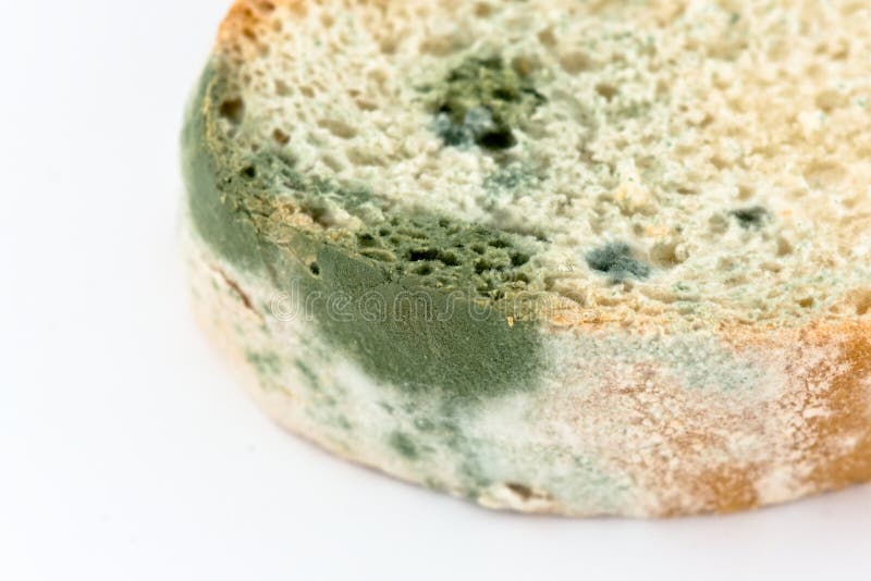Mold on bread stock photo. Image of close, mold, biology - 13442754