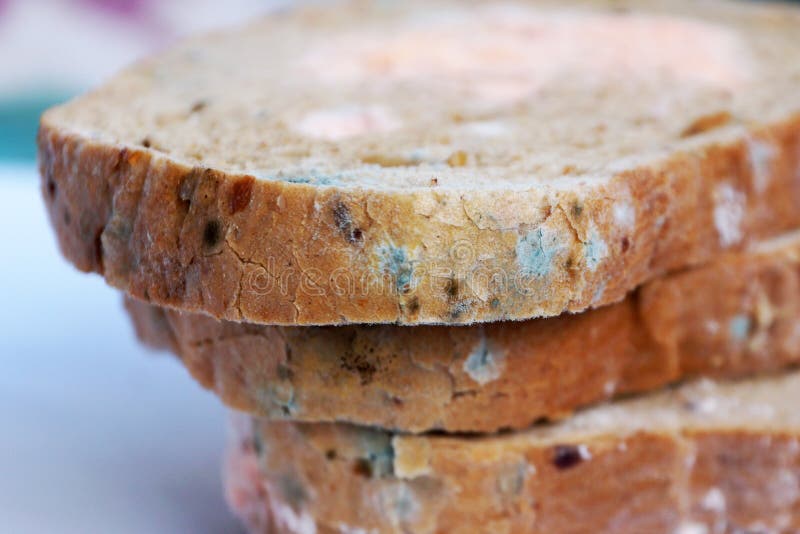 Moldy Wheat Bread on a White Plate Stock Photo - Image of closeup ...