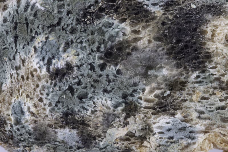 Mold on Bread Detailed Closeup Stock Photo - Image of closeup ...