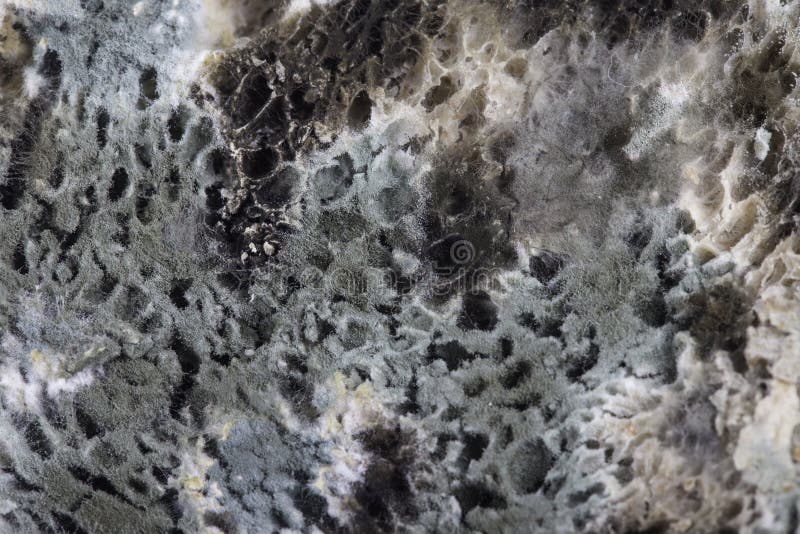 Mold on Bread Detailed Closeup Stock Photo - Image of closeup ...