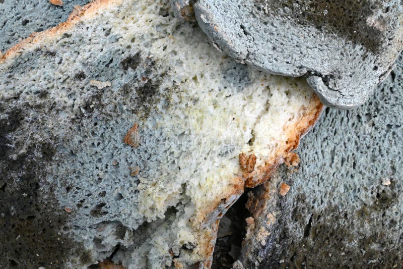 Mold on a Bread , Eating Dangerous Food Theme Stock Image - Image of ...