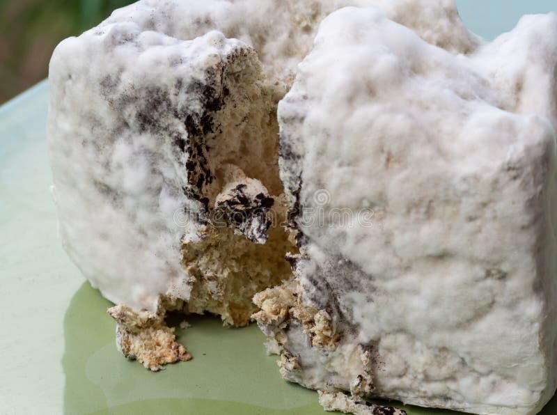 Mold Spores Fungus On Bread Stock Photo - Image of spores, background ...