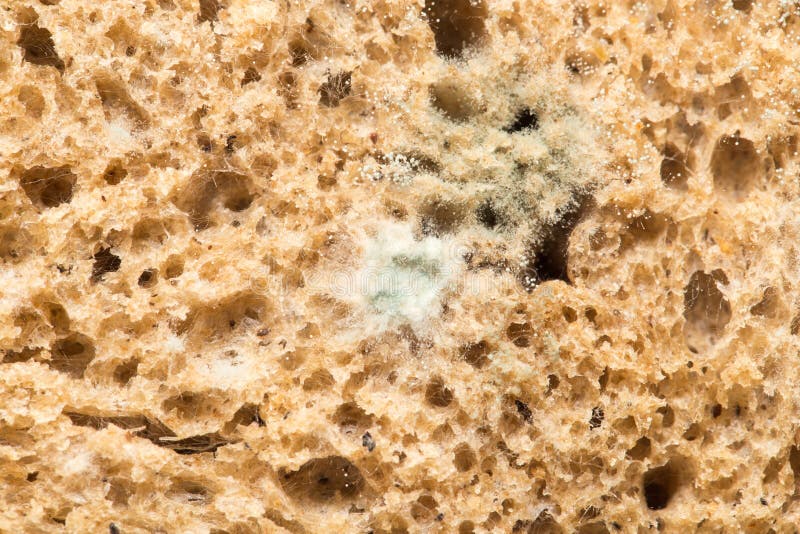 Mold on bread. macro stock image. Image of health, biology - 102578071