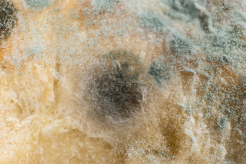 Mold on Bread, Macro, Top View. the Danger of Mold, Stale Products ...