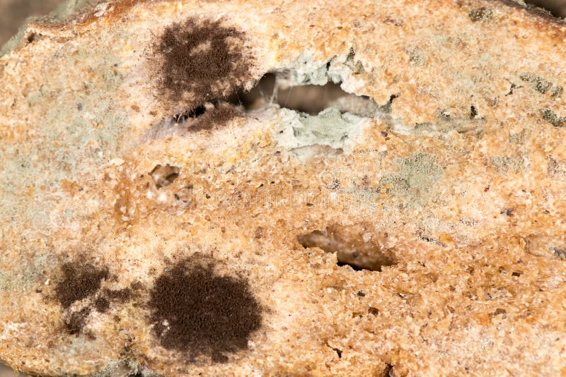 Mold on bread stock photo. Image of horizontal, biology - 104248432
