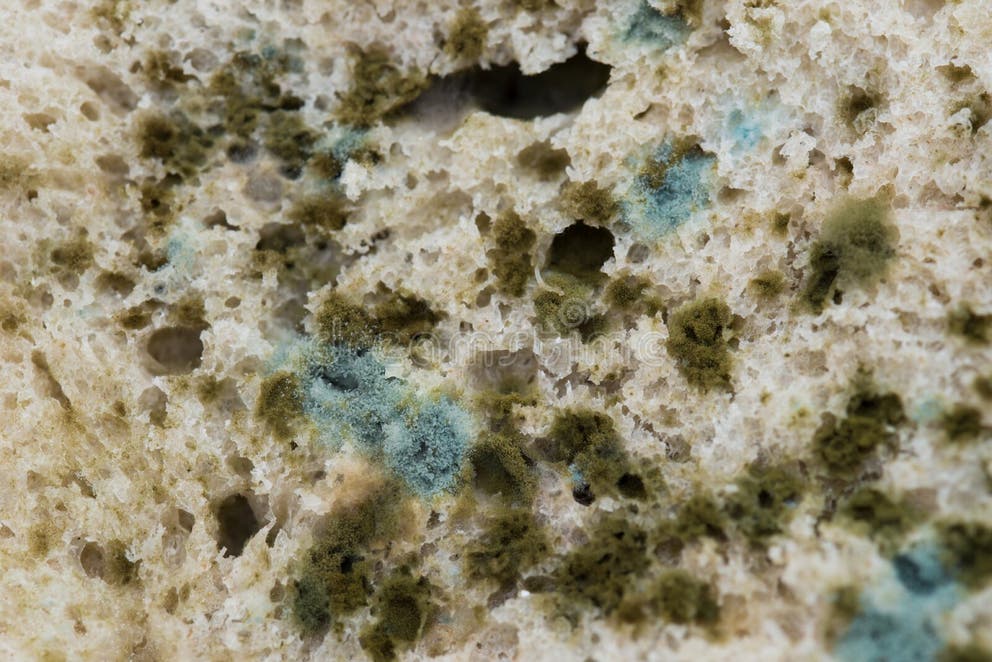 Mold bread slice macro stock image. Image of nature - 141391219