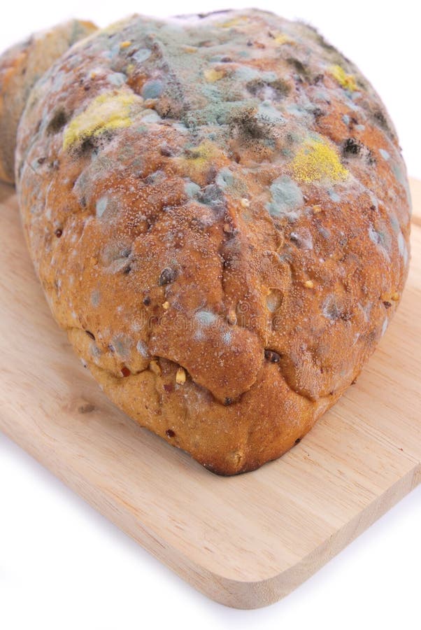 Mold on bread stock image. Image of mildew, baked, background - 43692351