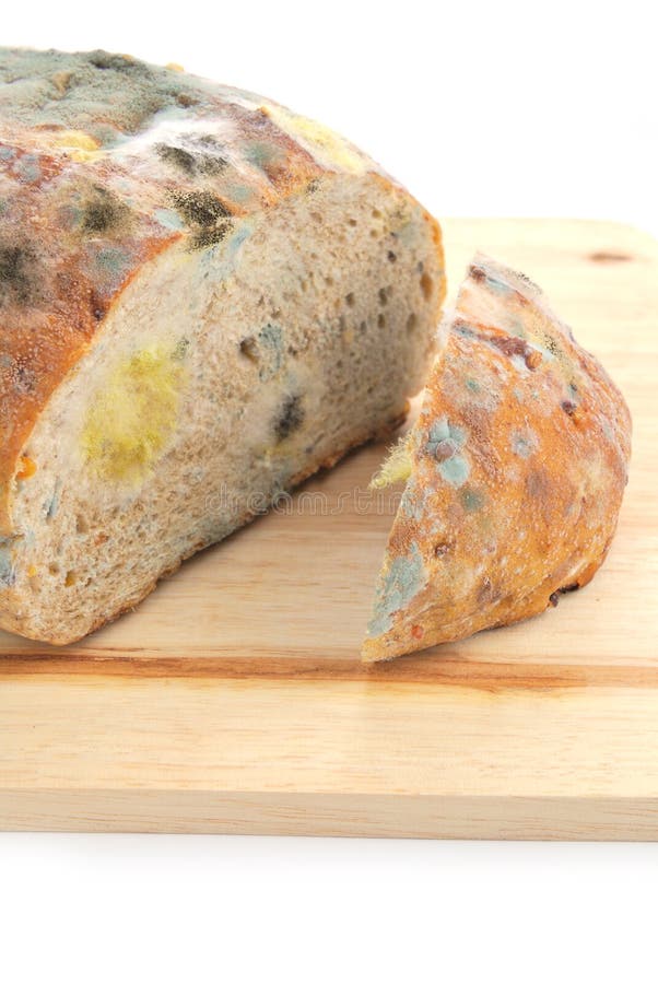 Mold on bread stock image. Image of mildew, baked, background - 43692351