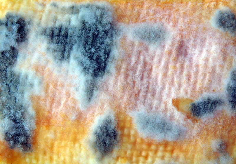 Mold on cheese as texture stock photo. Image of gorgonzola - 200398126