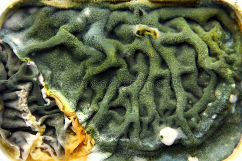 Mold on Cheese, Rotten Food As Background Stock Photo - Image of ...