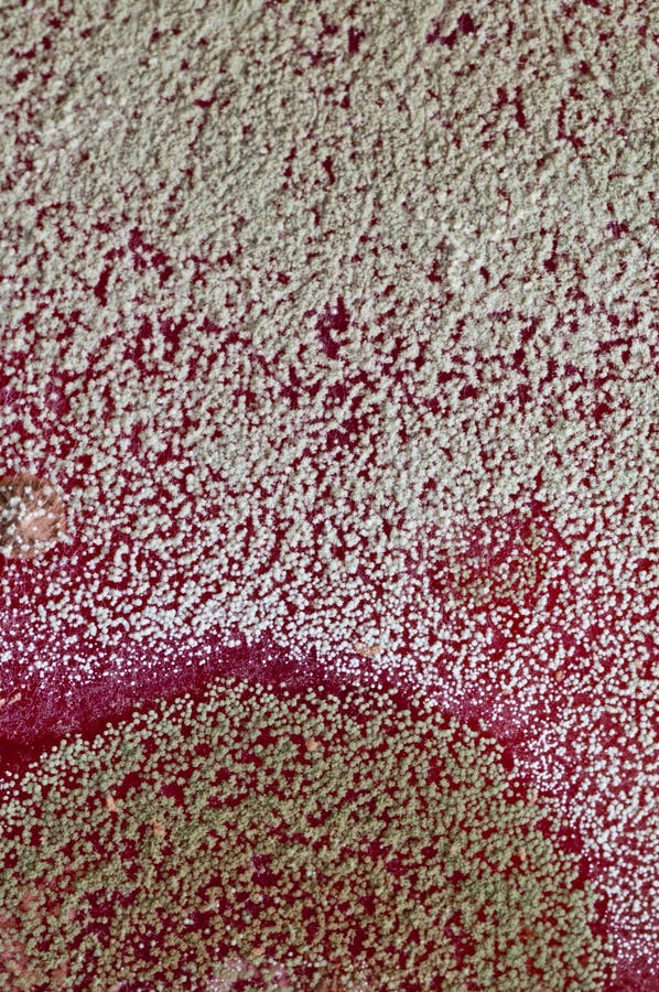 Mold stock photo. Image of closeup, micro, liquid, fungi - 50464450