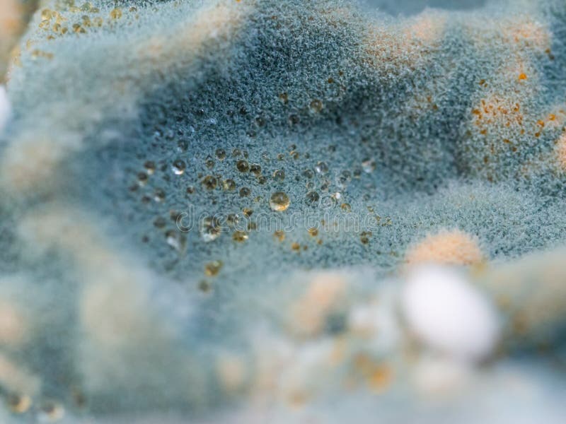 Mold Close-up Macro. Abstract Background Blue White Stock Image - Image ...