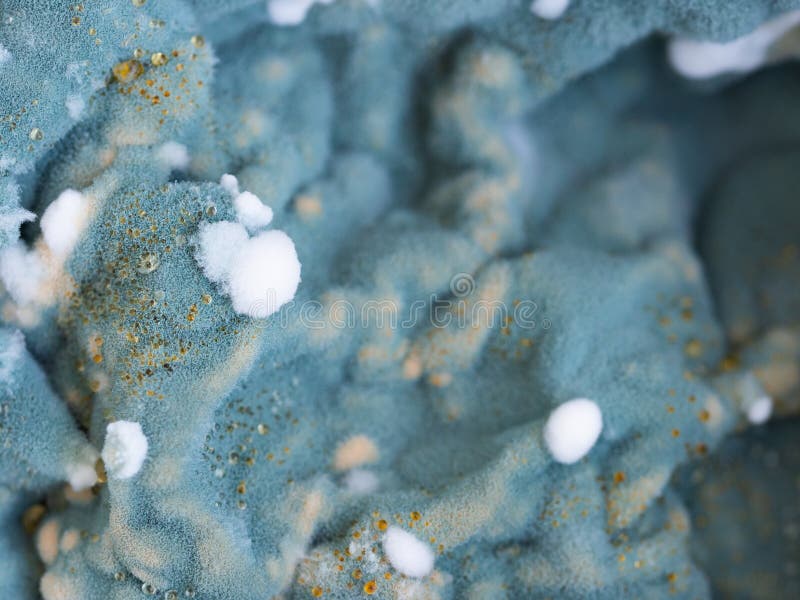 Mold Close-up Macro. Abstract Background Blue White Stock Image - Image ...
