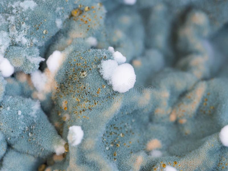 Mold Close-up Macro. Abstract Background Blue White Stock Photo - Image ...