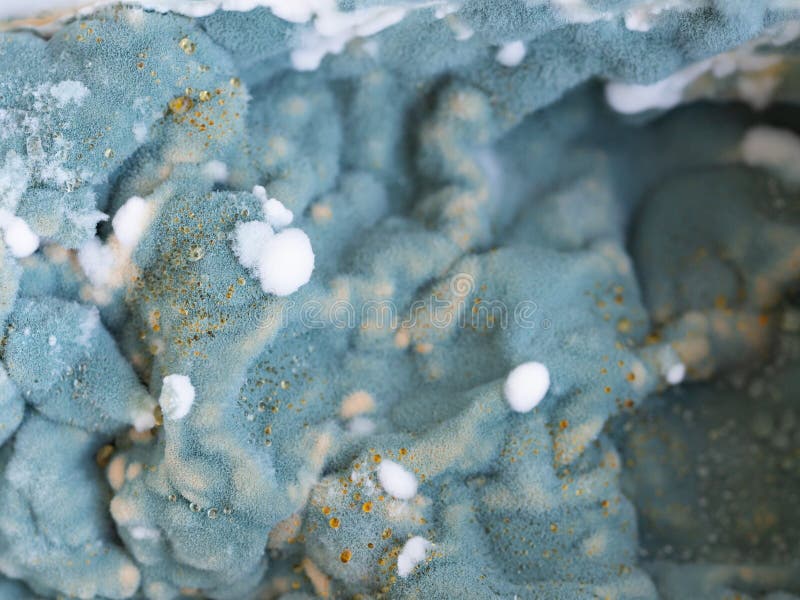 Mold Close-up Macro. Abstract Background Blue White Stock Image - Image ...