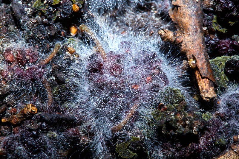 Mold Close-up.Close-up of White Mold on the Soil Stock Image - Image of ...