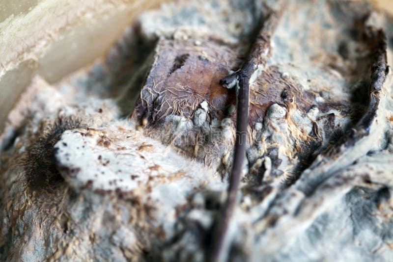 Mold closeup stock image. Image of close, life, mildew - 24063429