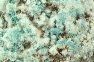 Mold closeup stock image. Image of micro, biological, blue - 8777569