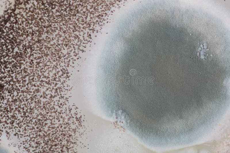 Mold closeup stock image. Image of micro, biological, blue - 8777569