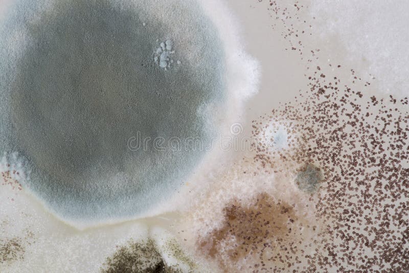Mold closeup stock photo. Image of proliferation, health - 32433950
