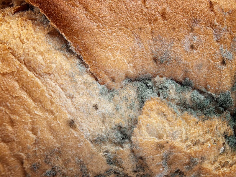 Moldy ham stock photo. Image of tasty, traditional, coldcut - 27412276