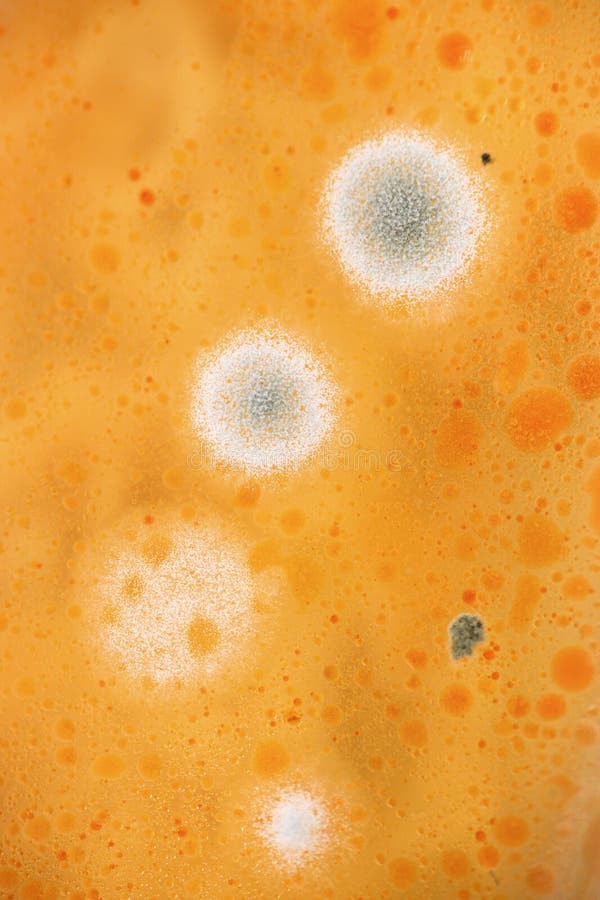 Mold Colonies Growing on Chicken Noodle Soup Stock Photo - Image of ...
