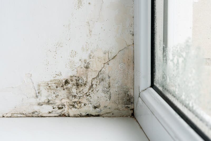 Mold in the Corner of the Plastic Windows Stock Image - Image of moldy ...
