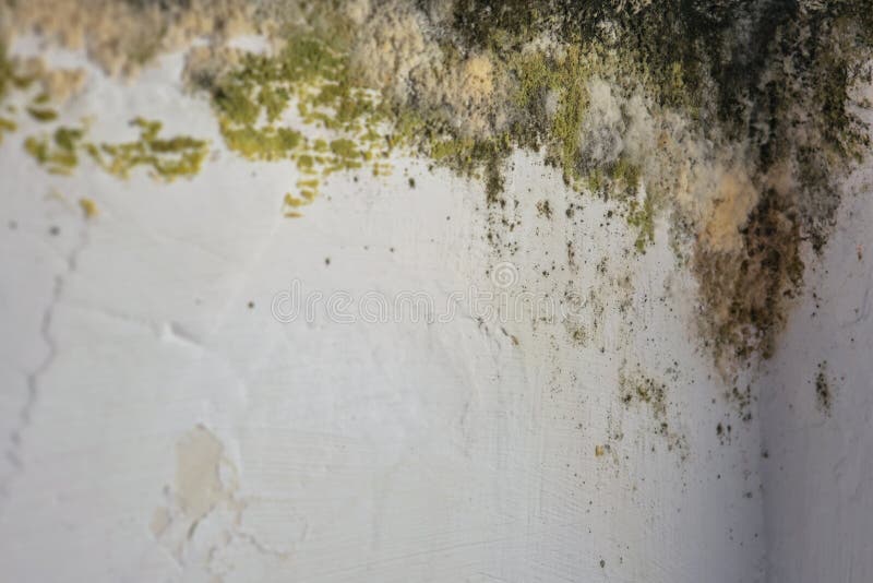 Mold in the Corner of Room Wall Stock Image - Image of musty, bacterium ...