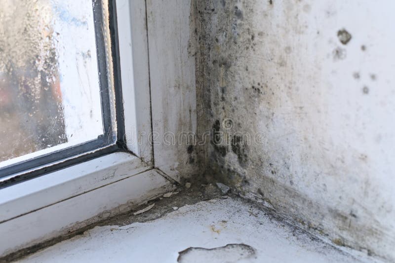 Mold in the Corner of a Wet Window Stock Photo - Image of fungus, glass ...