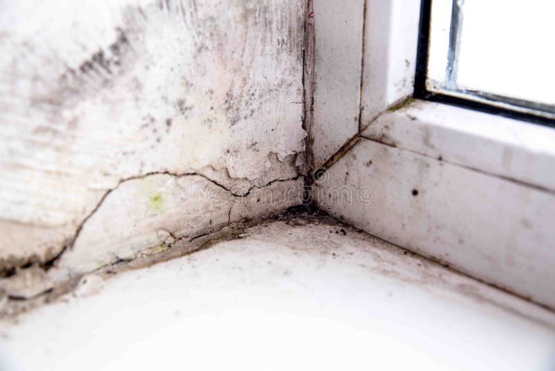 Mold in the Corner of the Window Stock Photo - Image of mold, mould ...