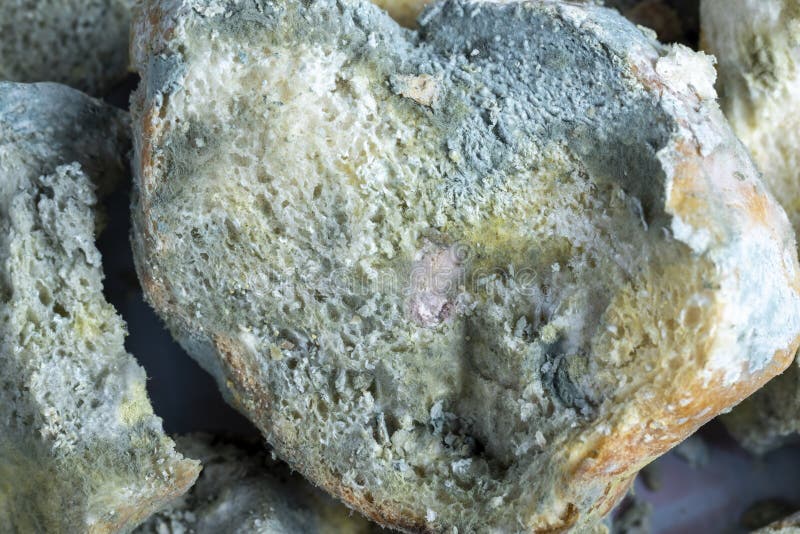 Completely Spoiled and Mold-covered Bread on the Table Stock Image ...