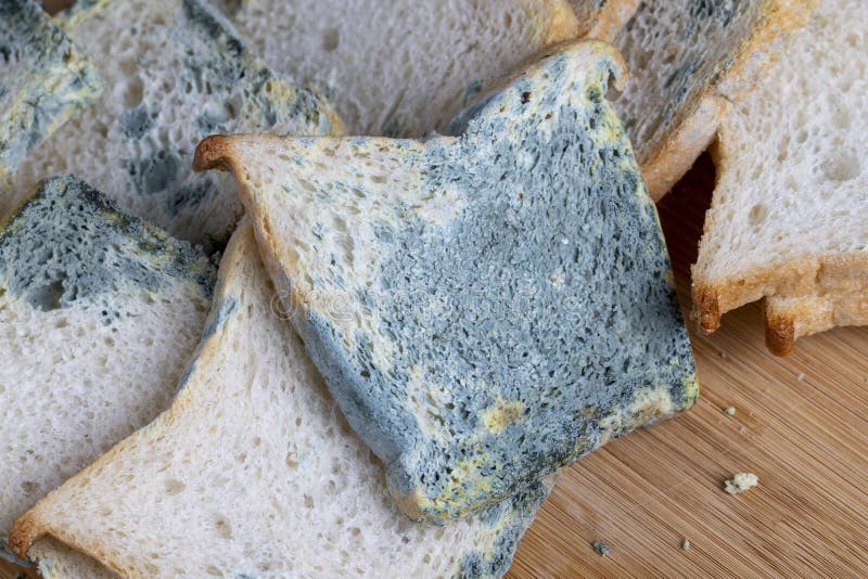 Spoiled Mold-covered Dangerous Pieces of Bread Stock Photo - Image of ...
