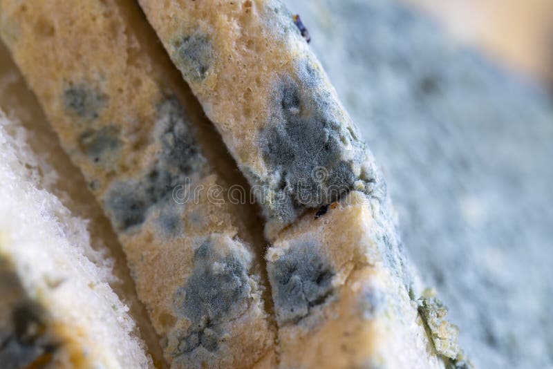 Spoiled Mold-covered Dangerous Pieces of Bread Stock Photo - Image of ...
