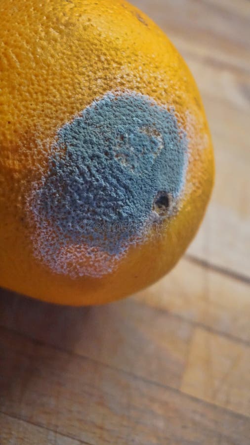 Damaged orange fruit stock image. Image of mouldy, nasty - 113472305