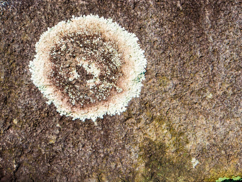 Mold Dot on Lava Stone Wall Stock Photo - Image of close, grunge: 57662760