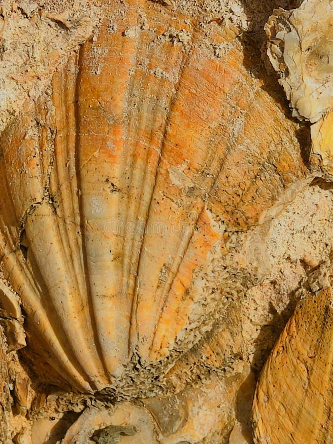 Fossil Mold Excavations from Algeria Stock Photo - Image of history ...