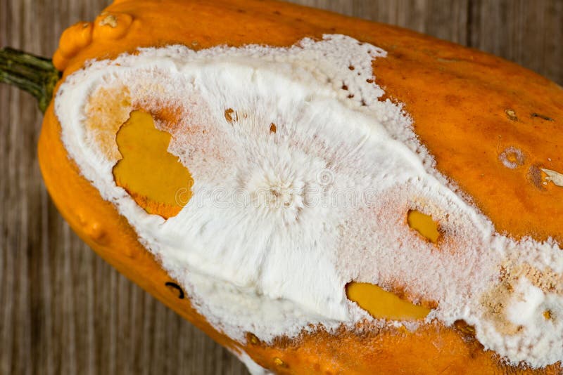 Mold stock image. Image of board, edible, biology, autumn - 67450417