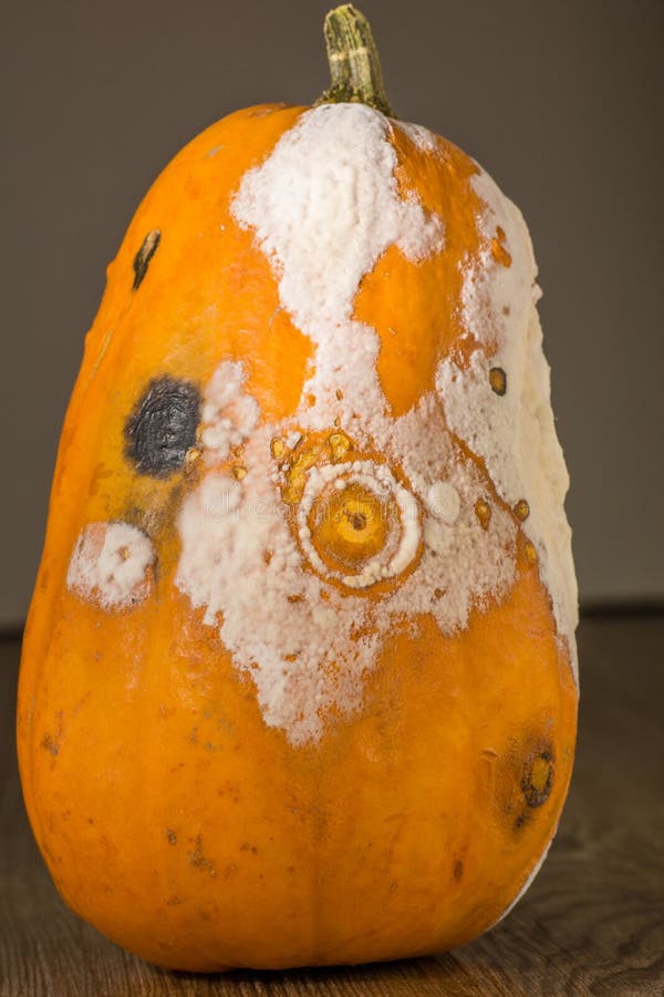 466 Mold Formation Stock Photos - Free & Royalty-Free Stock Photos from ...